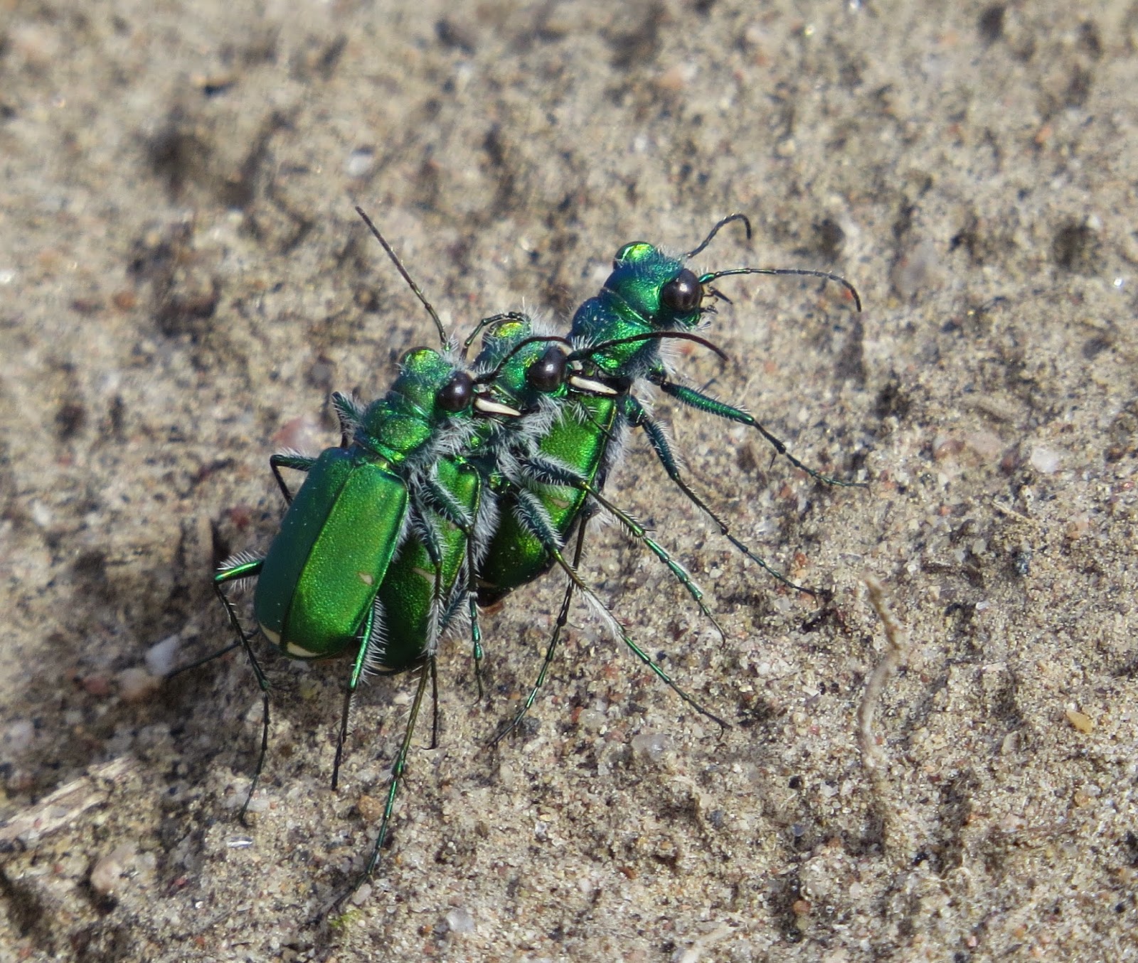 Bug Eric: Springtime Tiger Beetles