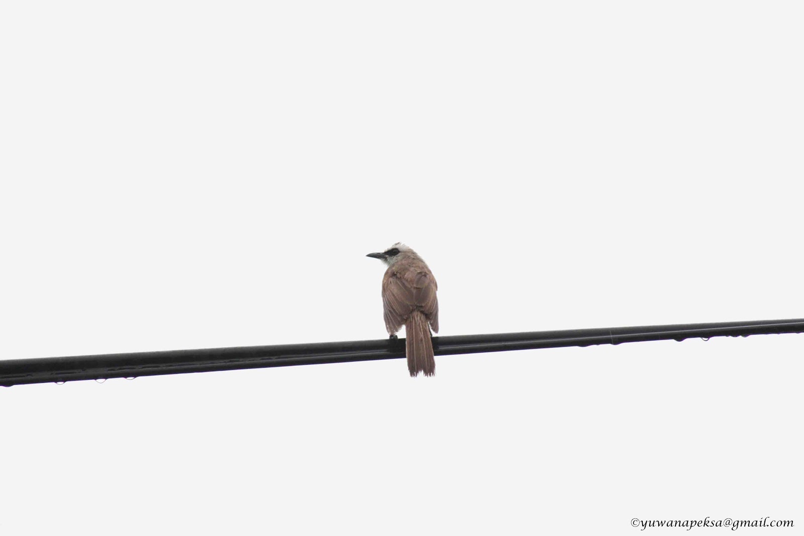 Urban Wildanimal: Merbah Cerukcuk