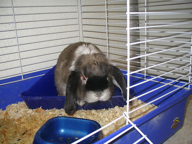 INSIGHT RABBIT: Daily Cleaning Of Rabbit Cages & Hutches