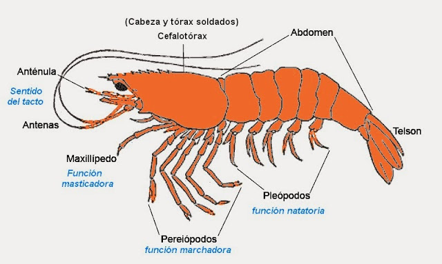BIOLOGÍA Y GEOLOGÍA 1ESO EXXI - IES MAR. BAQUERO: abril 2017