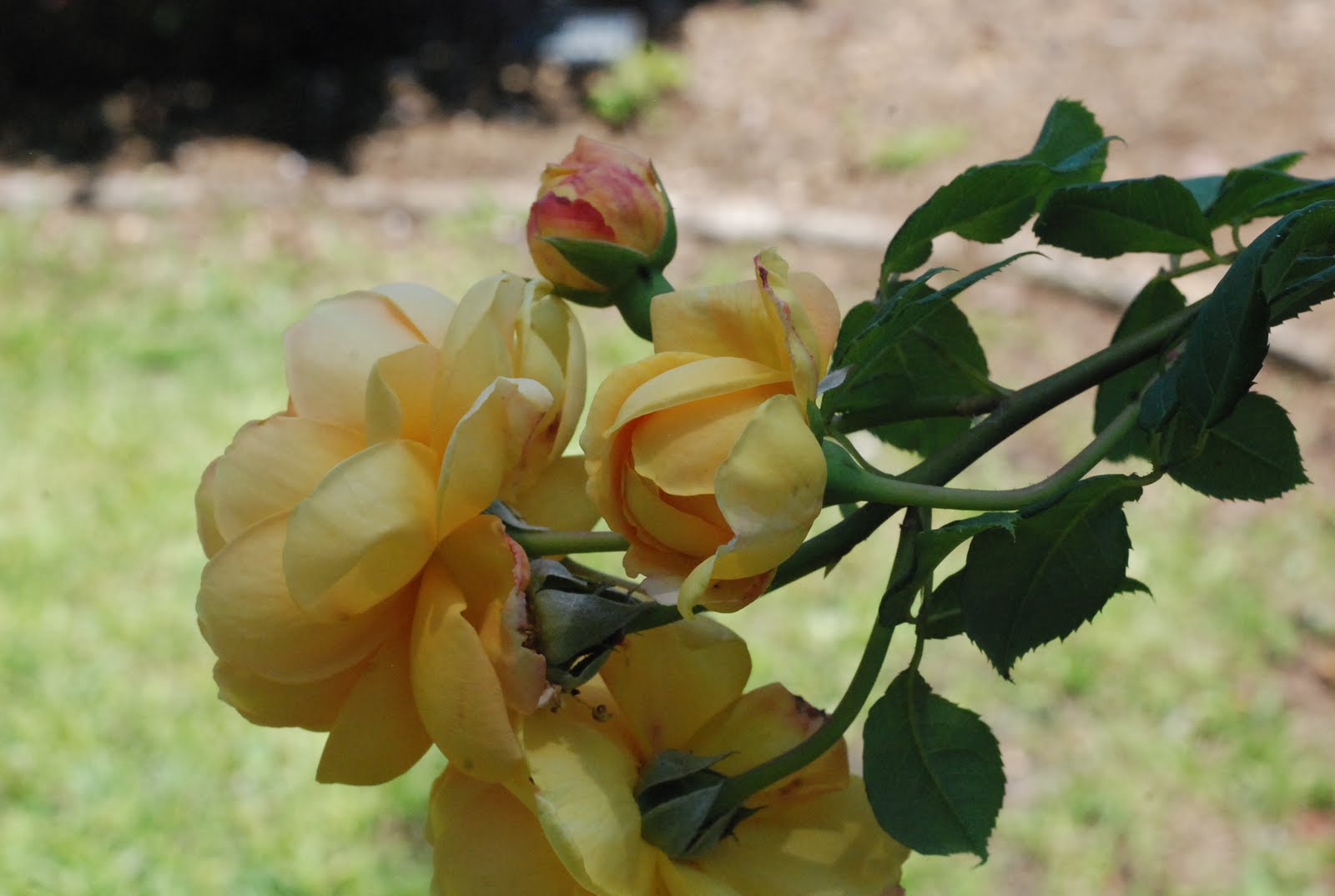 Thoughts Join Letters: Tyler Texas Rose Gardens