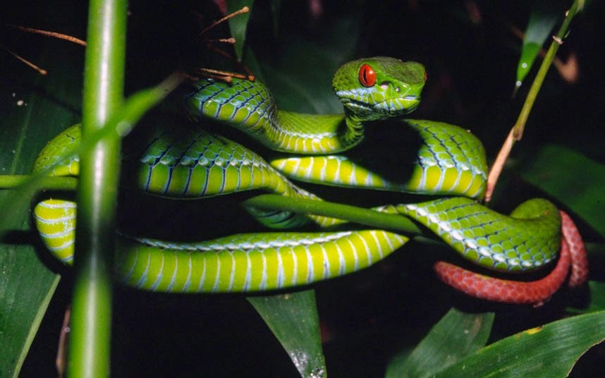 bensozia: New Species of 2014: Wren Babblers, Flowerpeckers, and Sweet ...