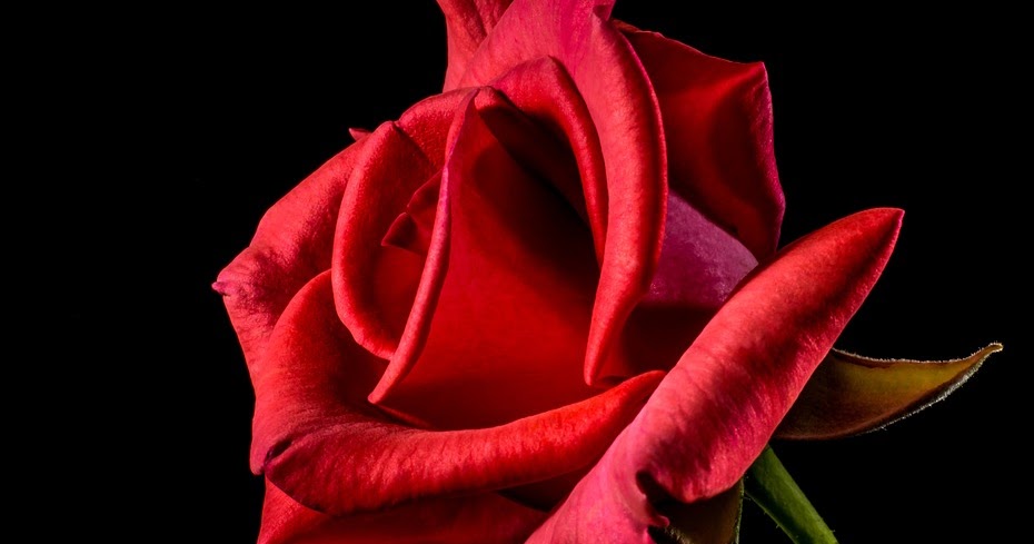 rare flowers/useful plants: Blue Roses to be real now