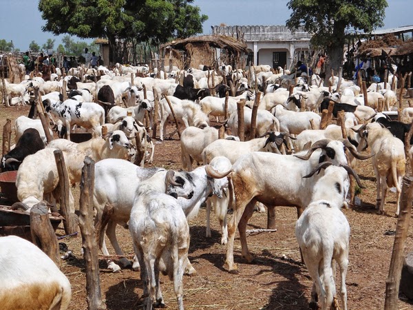 KAI Seize 150 Sallah Rams In Lagos | CKN News