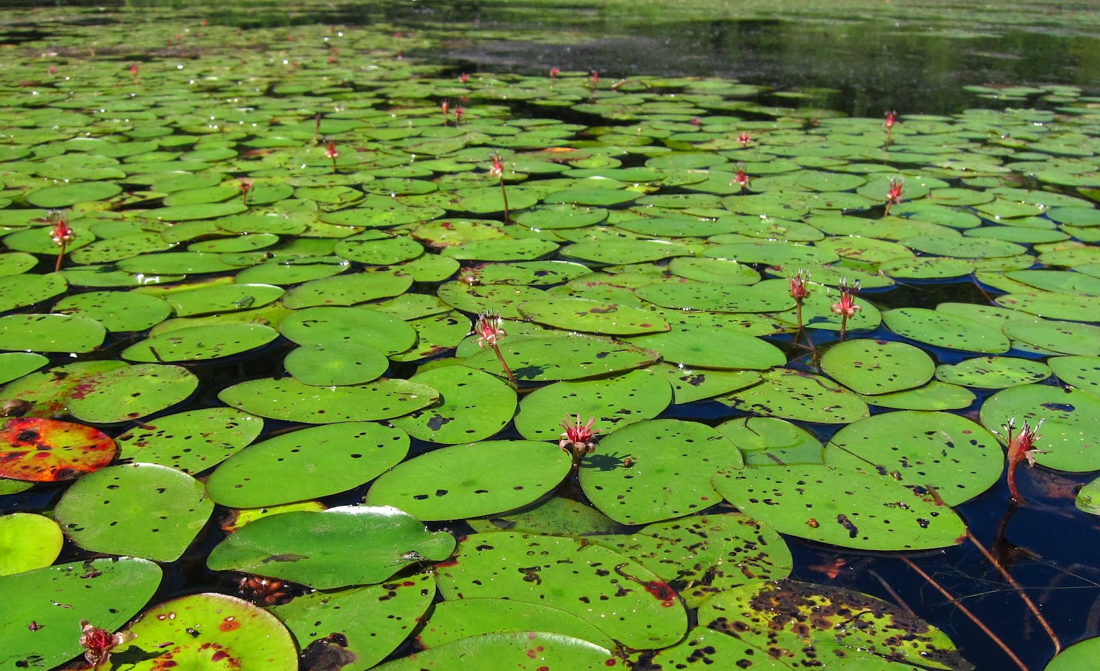 Saratoga woods and waterways: Quiet Waters, Unexpected Pleasures