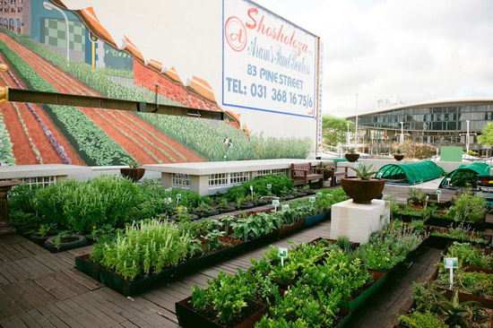 Dispatches from South Africa: FMPZ Headquarters | Poppytalk archive