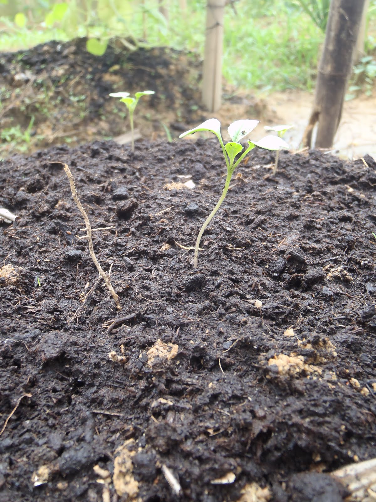 My Farming Footprints: Chye Sim Day 11