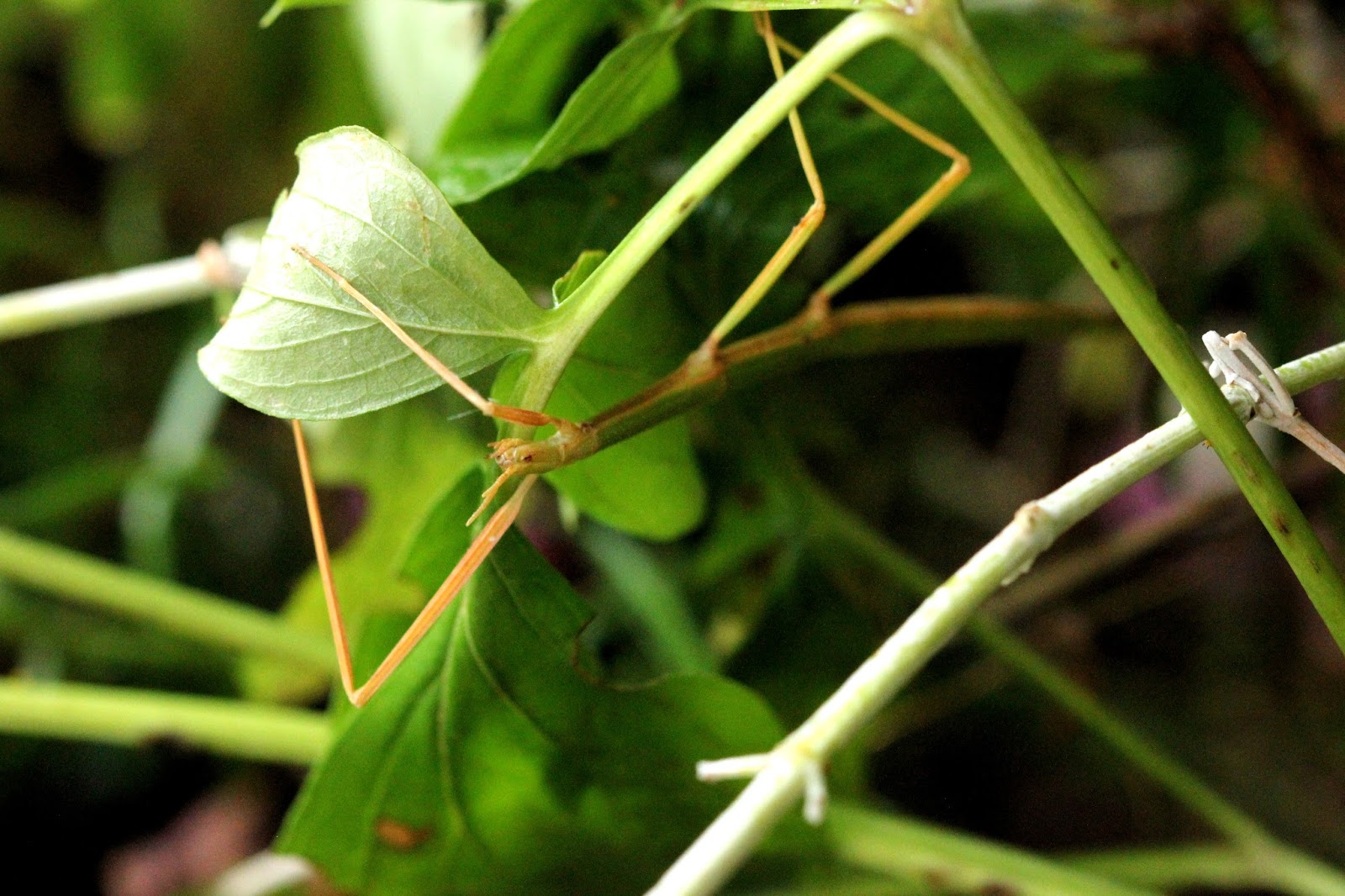Mon coeur au Sud: le phasme bâton