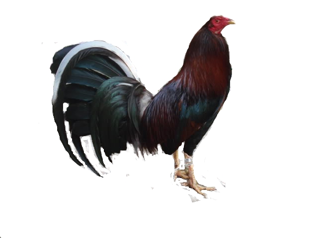 RAZAS DE GALLOS ~ el blog del gallero