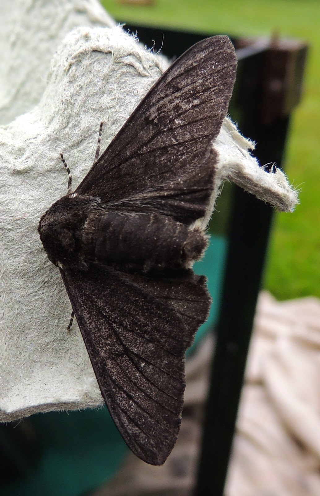 Gary's Birding Blog: Moths of July - a record Month