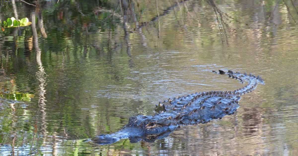 Bird & Travel Photos, Birding Sites, Bird Information: AMERICAN ...