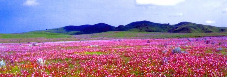Kitulo National Park: the first park in tropical Africa to be ...