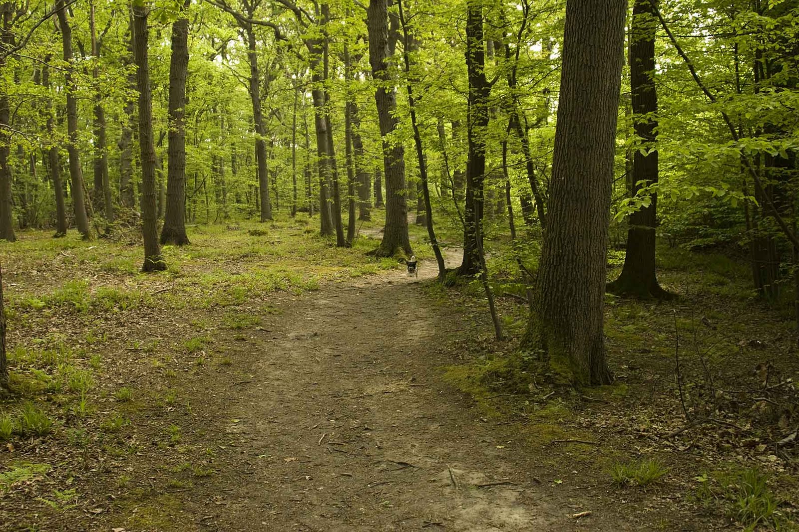 Daisy's Diary: Blean Woods and Stodmarsh and making a noise in a bird hide!