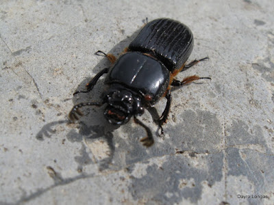 Fauna de Colombia - Wildlife Colombia: Escarabajos o Cucarrones