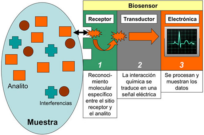 Ciencia y Tecnología Alimentaria: Detrás de los alimentos ...