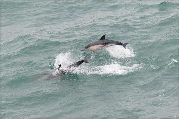 JNCC marine survey update: Suited and Booted