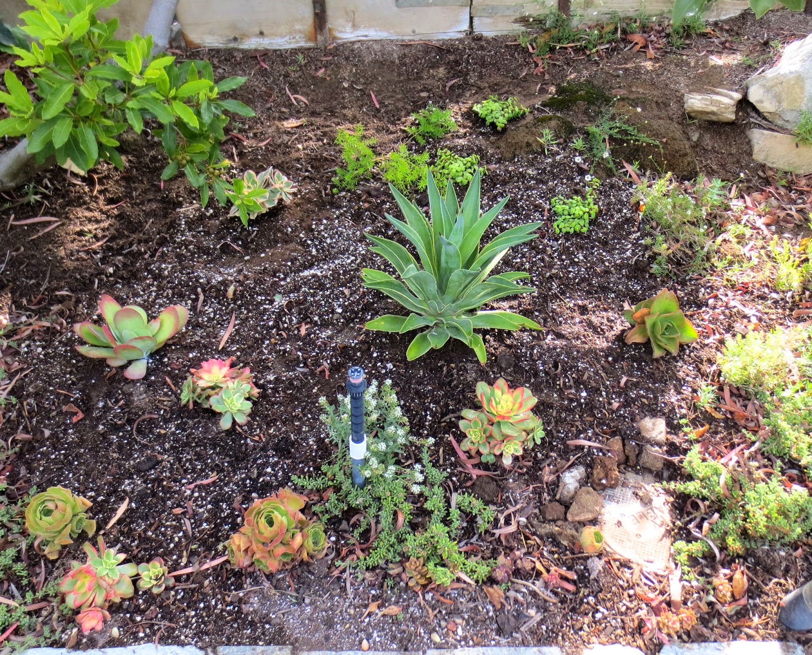 Late to the Garden Party: New Succulent Bed