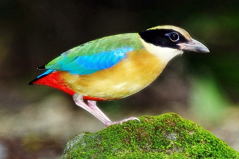 Mengenal burung paok sayap biru - Ocehan Kenari