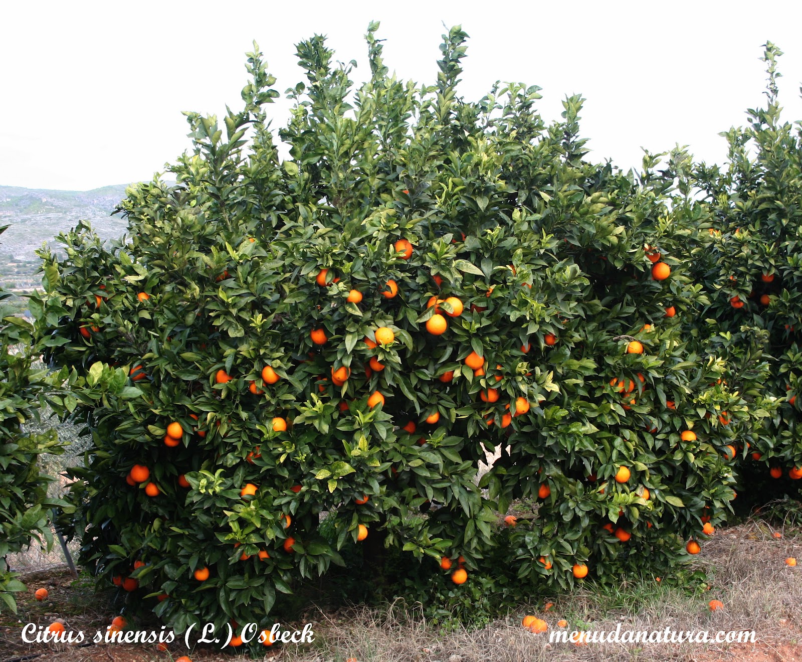 Menuda Natura: Citrus sinensis (L.) Osbeck