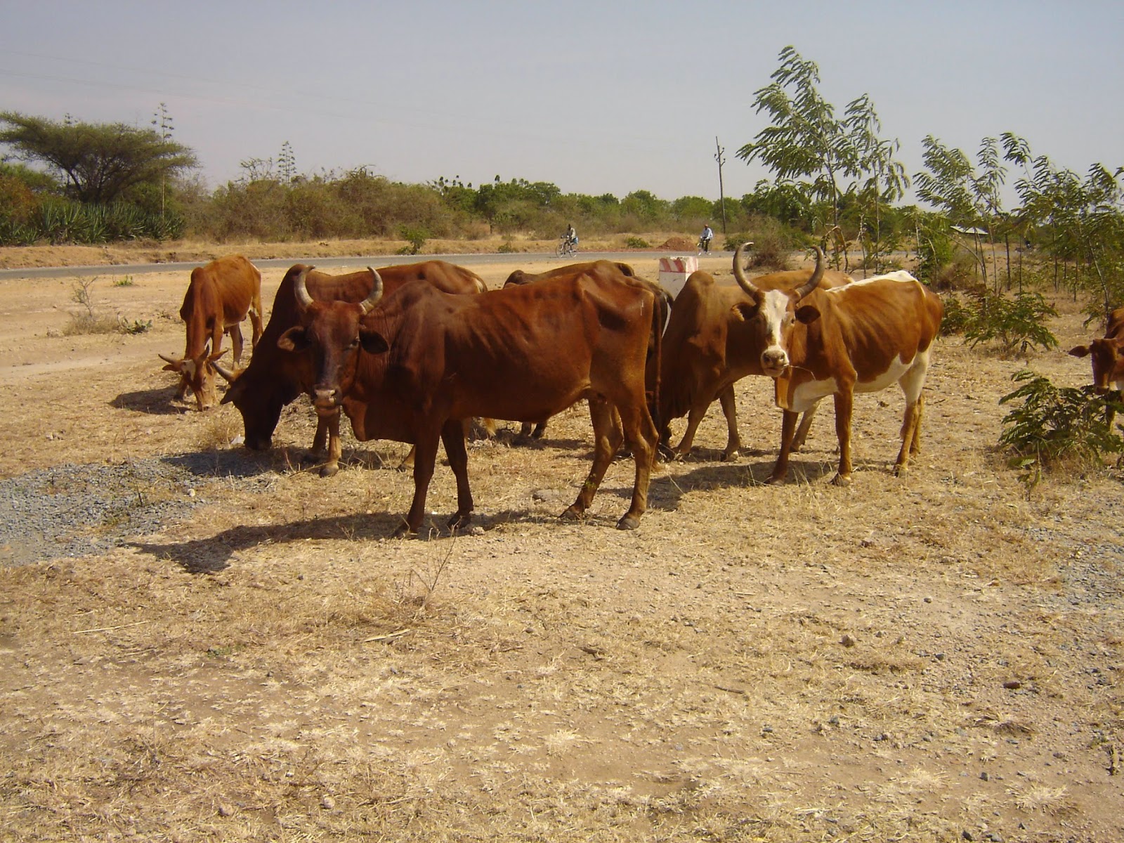 WAFUGAJI WAWILI KABILA LA KITATURU WAUWAWA NA KUPORWA NG'OMBE | KARENY BLOG