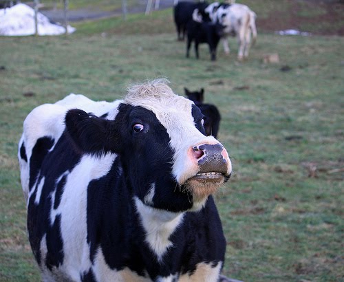 Funny Animals: Funny Cow Face