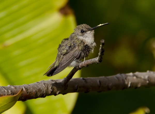 The Wayward Hawaiian: Costa's Hummingbird