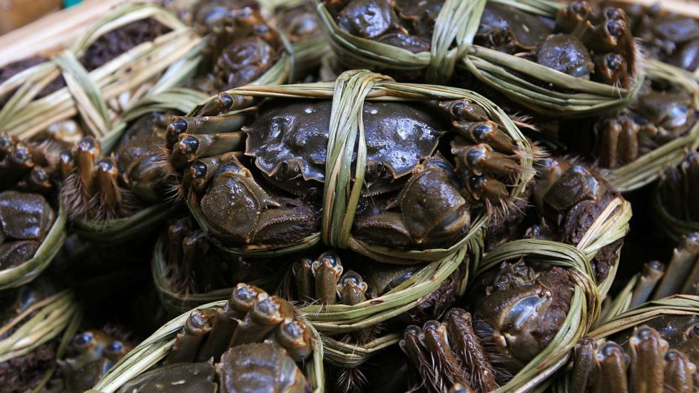 Crab Export from India - Mud Crab Exporters, Mud Crab Manufacturers ...