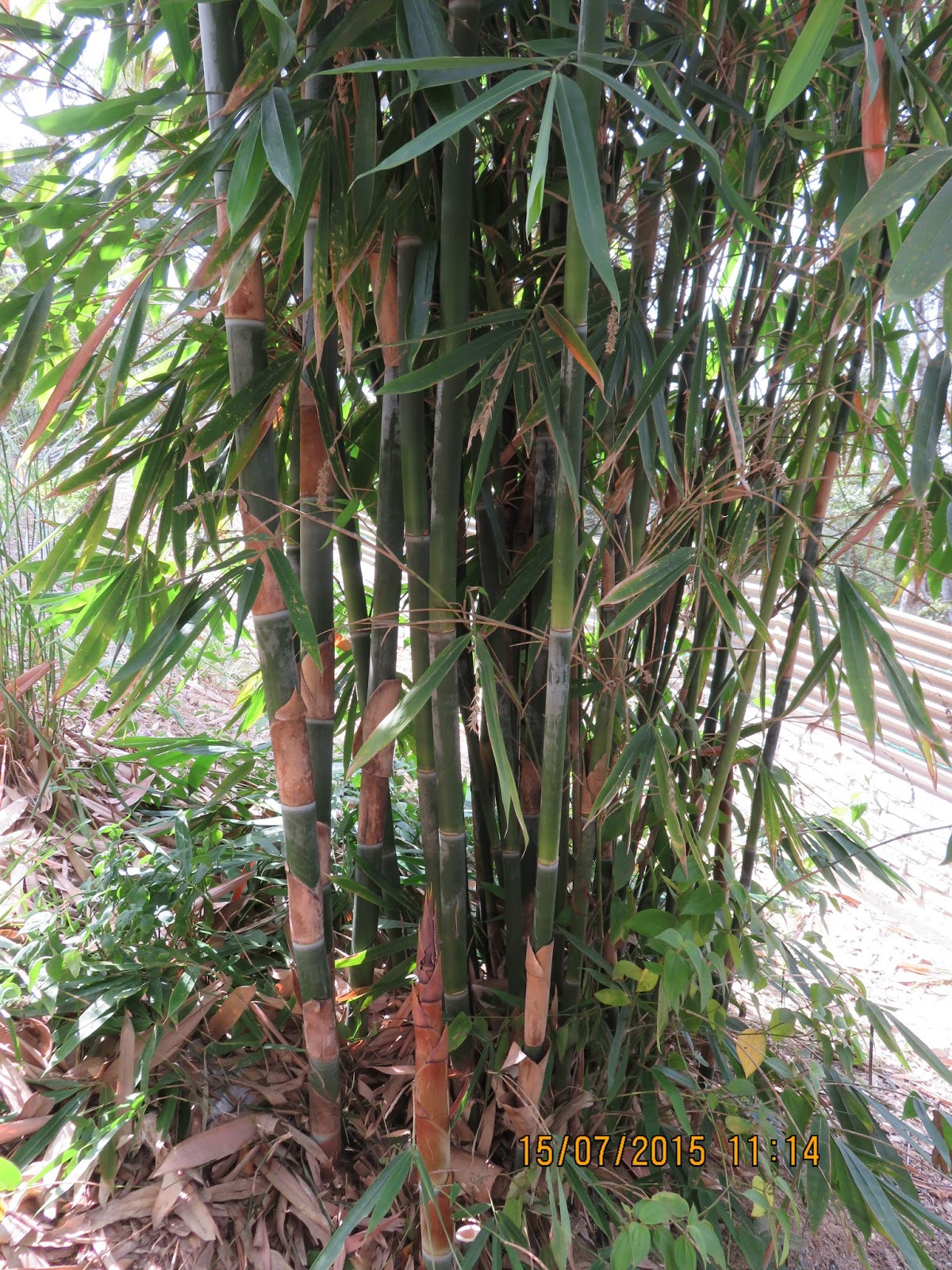 Dusun ku: 2015-07