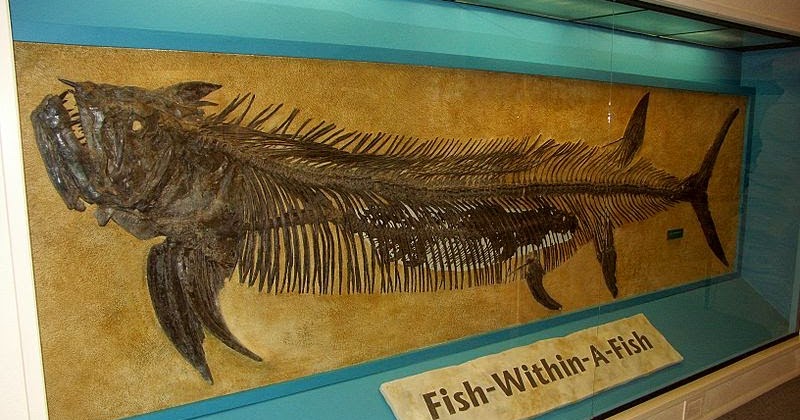 History of the Earth: November 20. Teleost fish