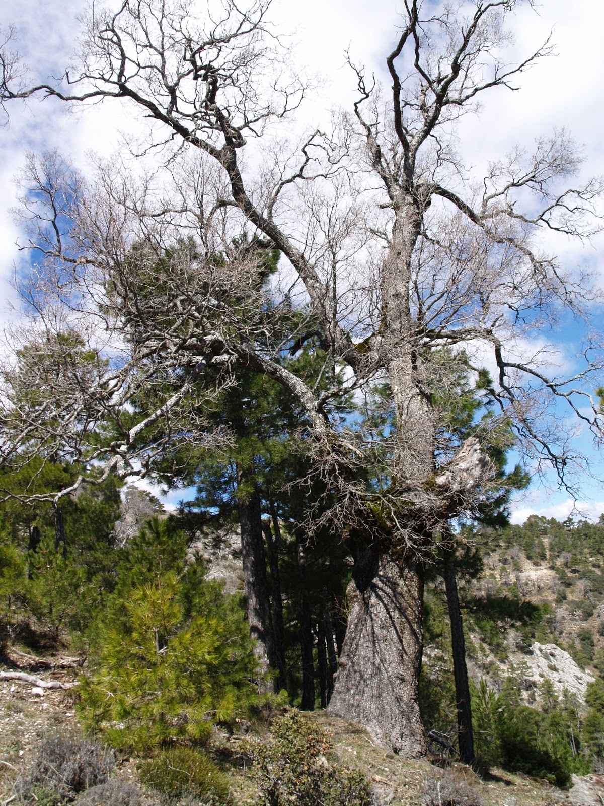 MONTAÑAS DE CARTAGENA: SENDERISMO : Quejigo (Quercus faginea)