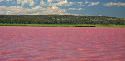 FAUNA E FLORA E OUTROS: "O LAGO ROSA"