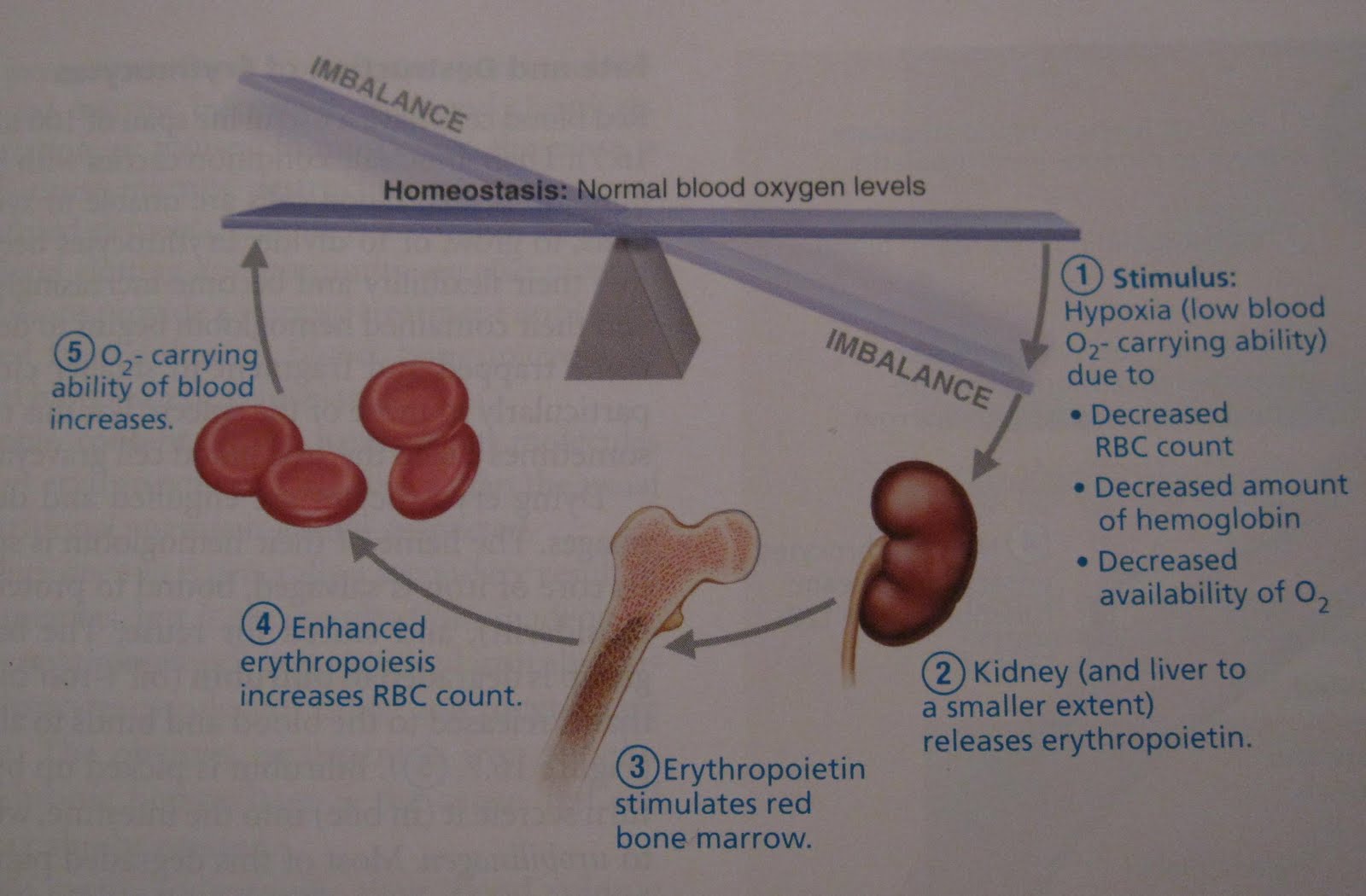 A&PII Eportfolio: Objective 54: How erythropoietin regulates red blood ...