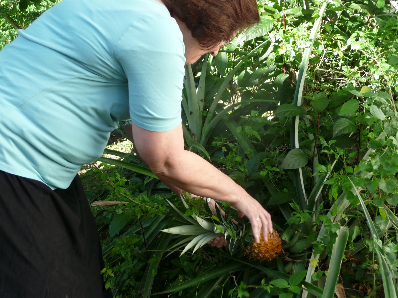 Connie's Chronicles: Fresh Pineapple
