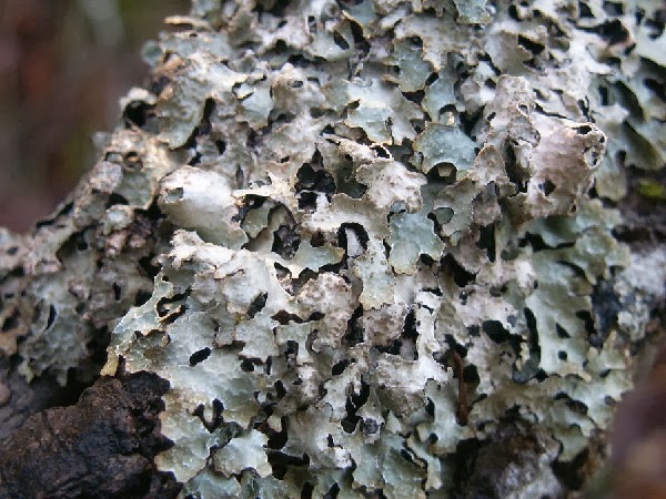 India+Flowers+Blogs: Indian Spice : Kalpaasi is a Lichen, acutally