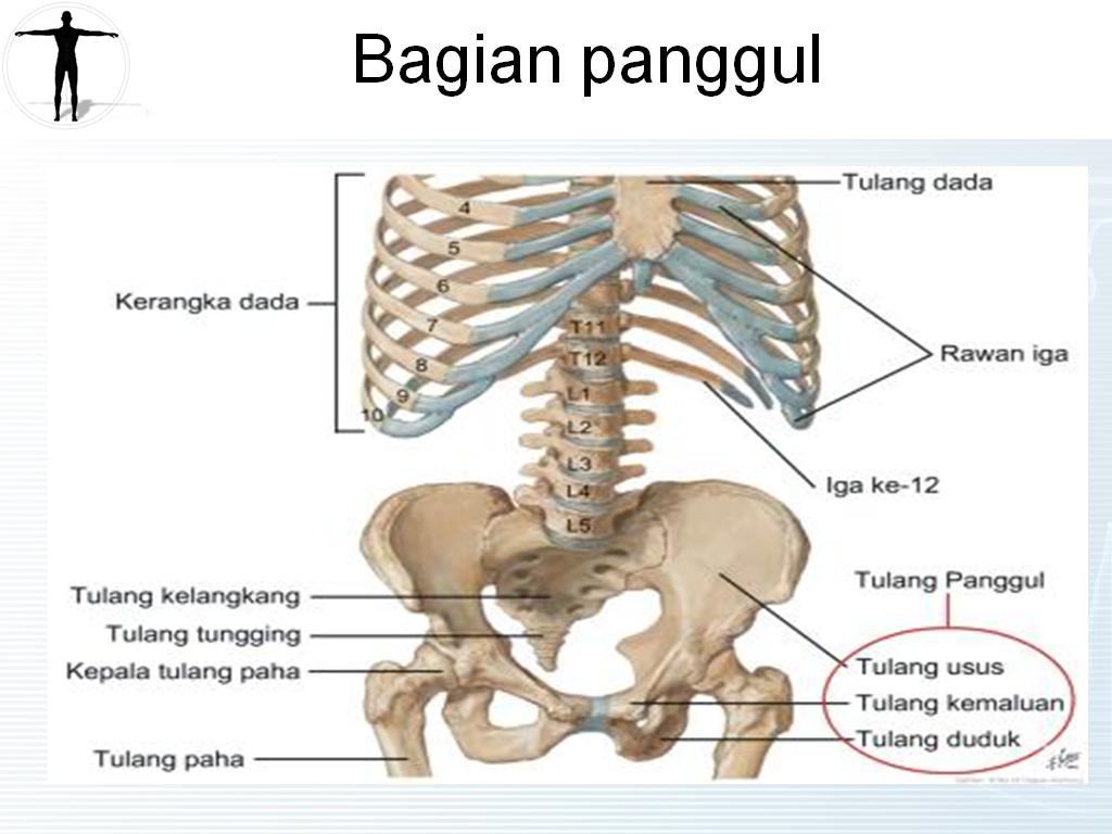 Power point KU: Anatomi Panggul