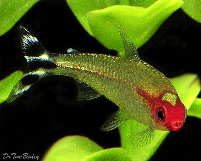 IKAN TETRA & AQUASCAPE: Rummy Nose Tetra