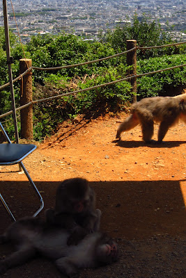 Round of the Seasons in Japan: Monkey Mountain
