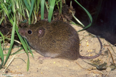 DESCUBREN UNA NUEVA ESPECIE DE RATÓN COLILARGO EN LAS ISLAS PATAGÓNICAS