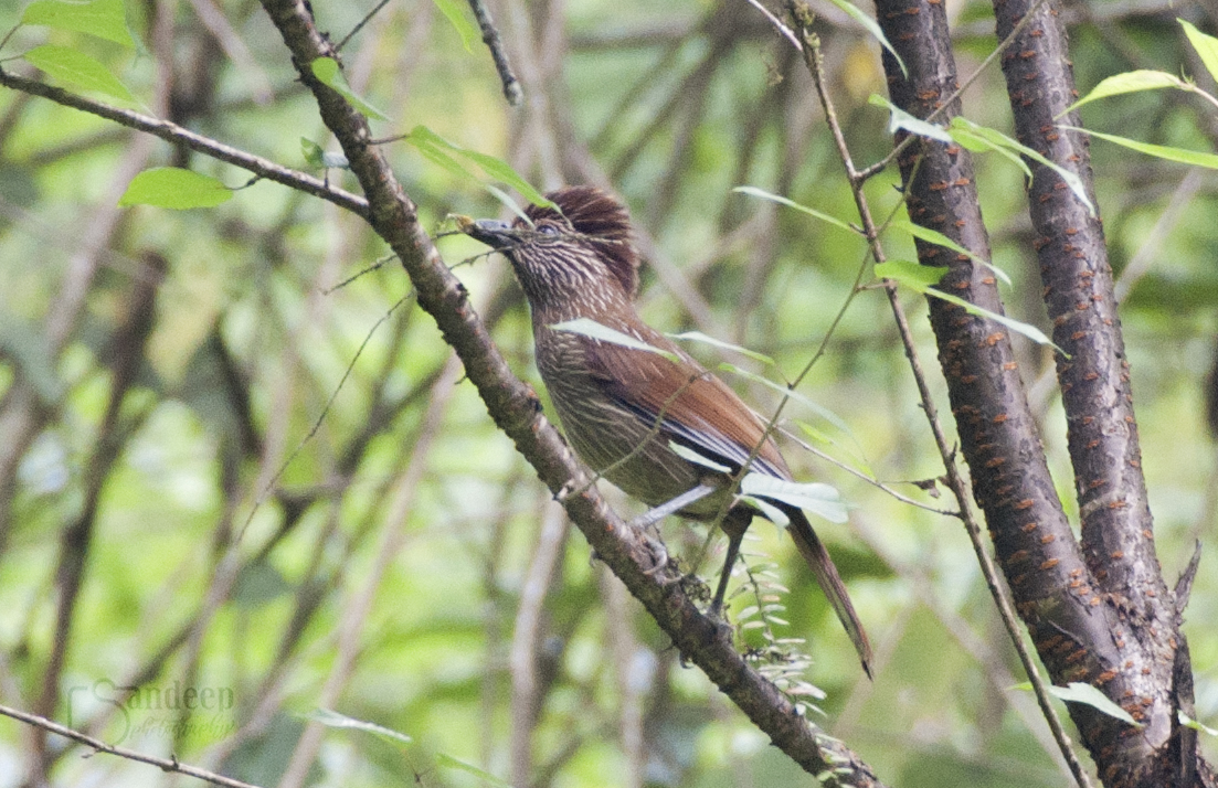 SHARING OPINION: BIRDS OF ARITAR & SIKKIM