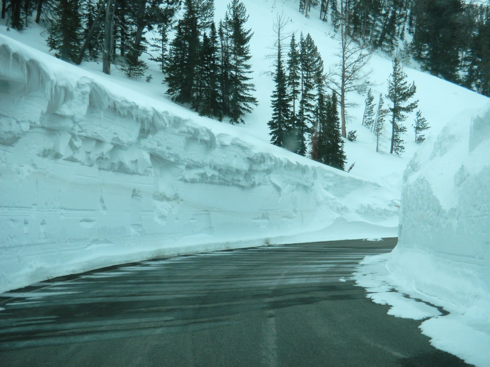Robyn In Yellowstone: Grizzly Bear X 3 and Sylvan Pass