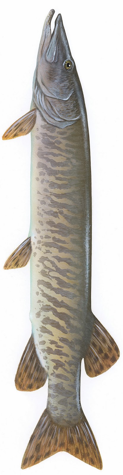 The Marine Installer's Rant: The Muskie effect