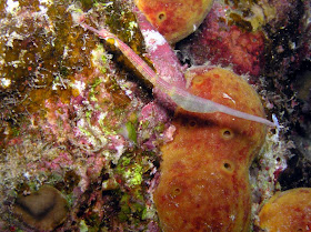 Real Monstrosities: Pipefish