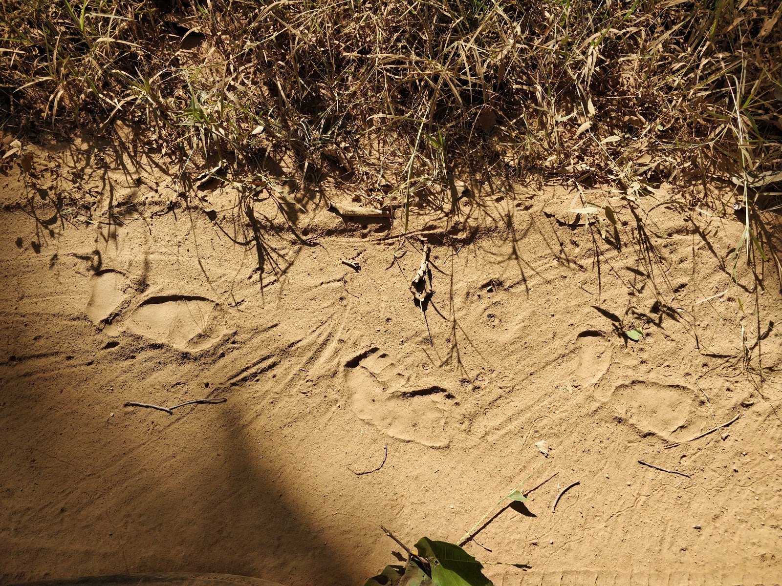 Ficus Wildlife and Natural History Tours: Report: Wildlife of Lonar and ...