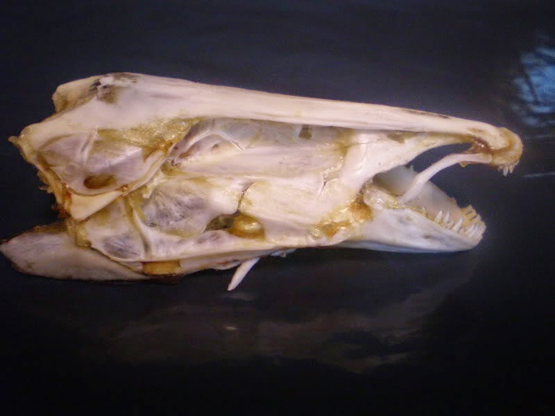 Mahamaya Hiko: Profil dan cara memelihara Aba-aba KnifeFish "Gymnarchus ...