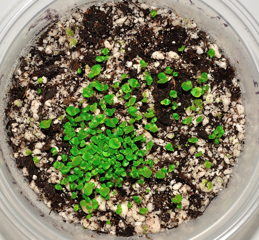 What Do African Violet Seeds Look Like at Erica Gilman blog