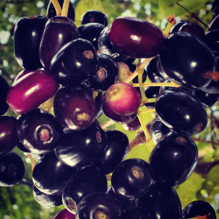 Kimia TMTK C: Duwet atau Jamblang, Buah Langka Kaya Manfaat