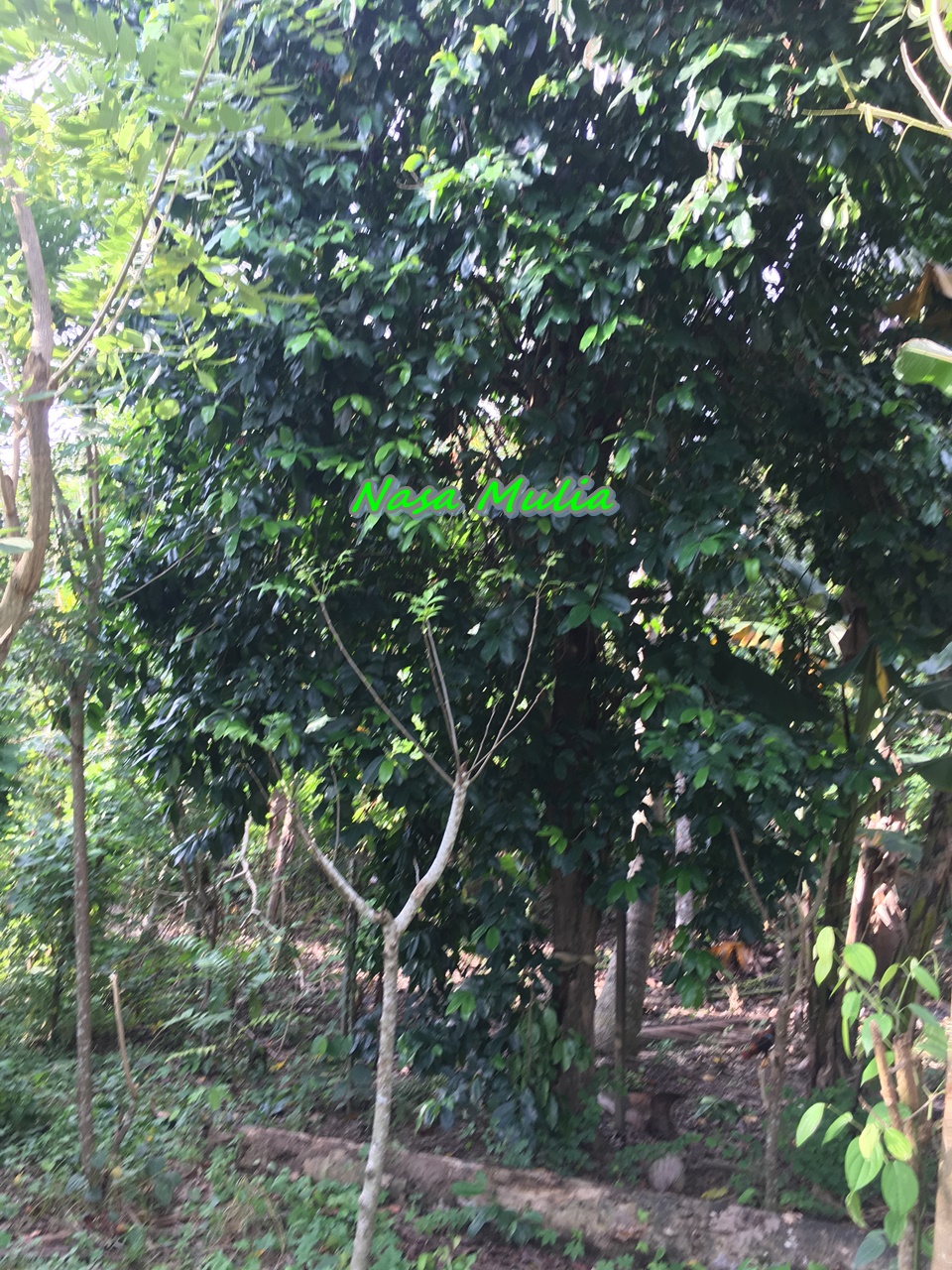 warna warni hidupku..............: Buah Buni @ Bunne