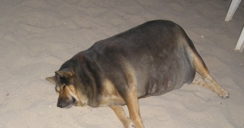 Dogs That Look Funny: Fat Dog