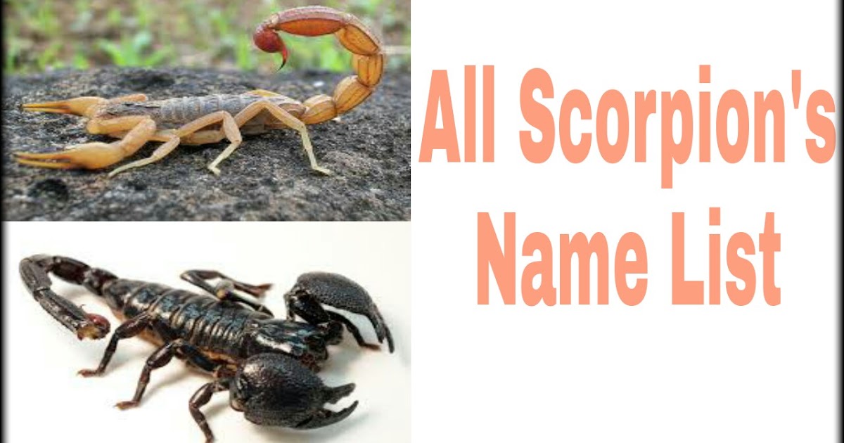 All Scorpion Species (Genus) Name List