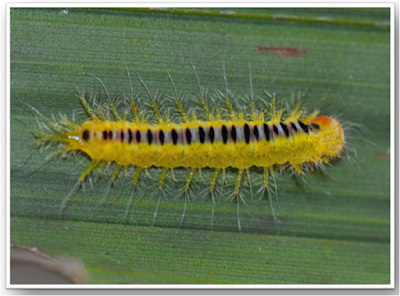Membangun Perkebunan Kelapa Sawit: Hama Ulat Bulu Pseudoresia ...